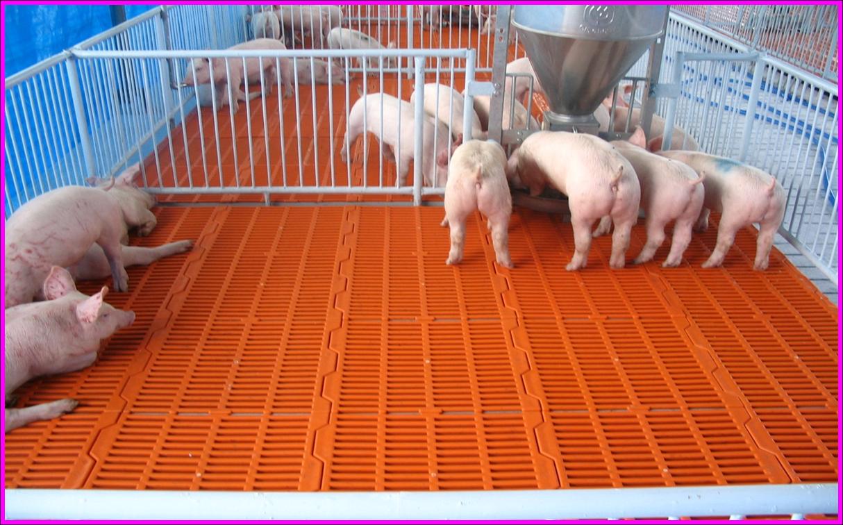 PIG FARMING TIPS FOR BEGINNERS - JV Smart Future