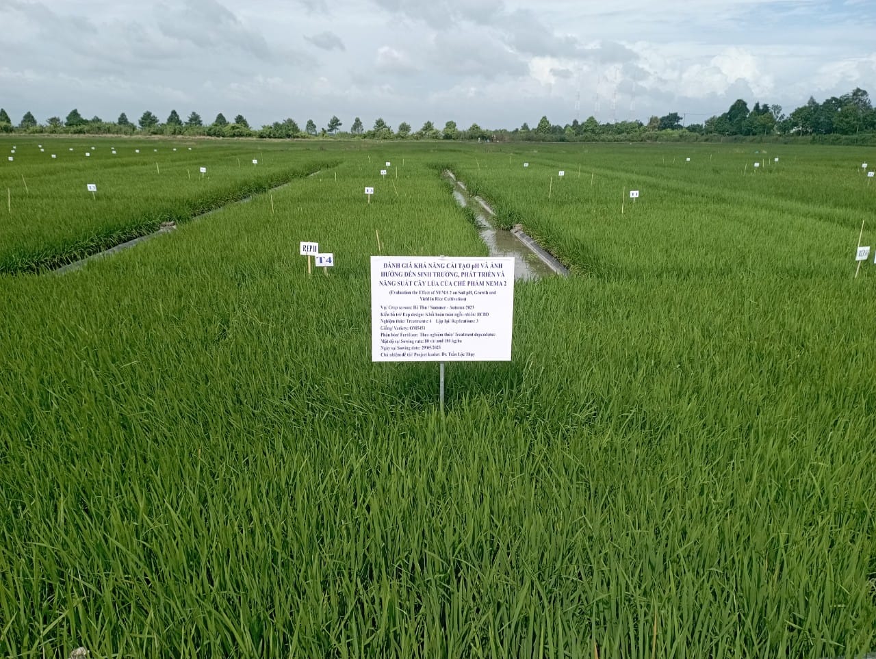 TĂNG NĂNG SUẤT VÀ CHẤT LƯỢNG CÂY LÚA VỚI NEMA2 – THÍ NGHIỆM DO VIỆN LÚA ...