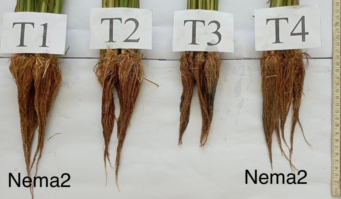 Nema2 Application In High Yield Rice Cultivation, Anti-Fall - JV Smart ...