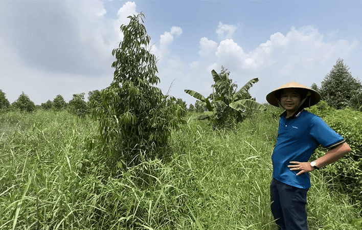 Cải Thiện Vườn Sầu Riêng Nhiễm Phèn Tại Cái Bè, Tiền Giang: Kinh Nghiệm ...